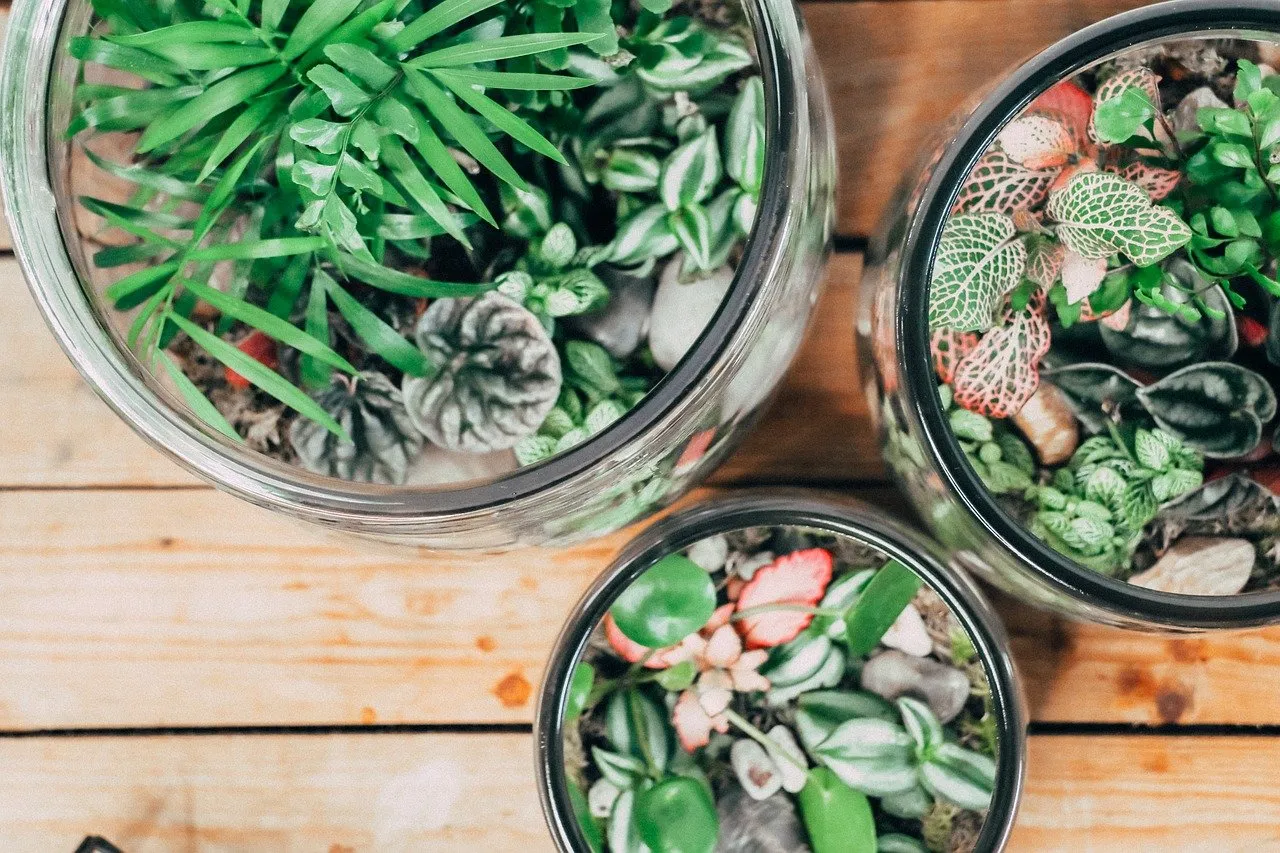 Make Your Own Ecosystem | Science Explorers